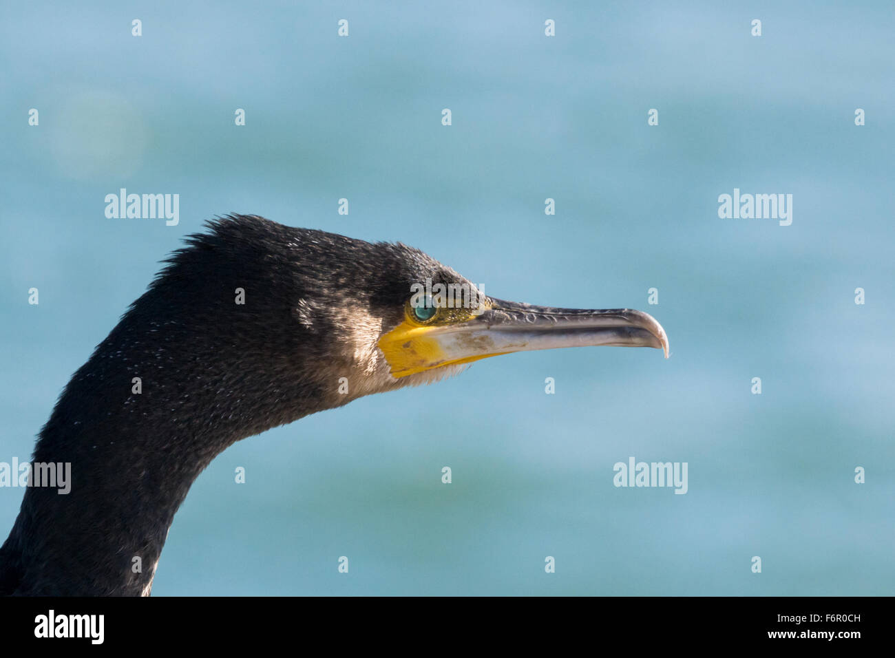 Green cormorant hi-res stock photography and images - Alamy