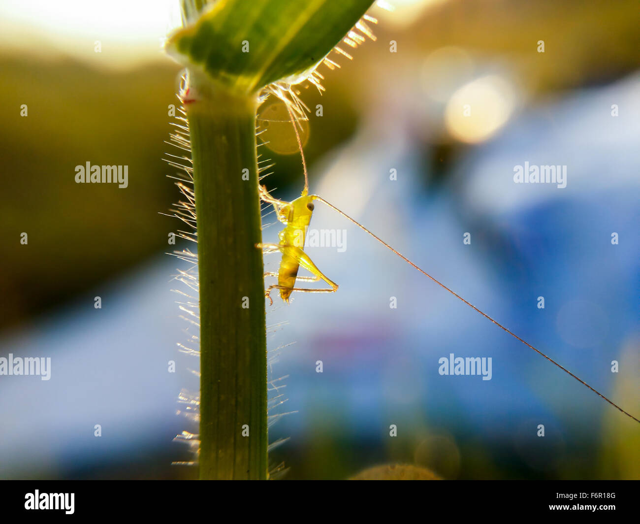 Grass hopper close up hi-res stock photography and images - Alamy