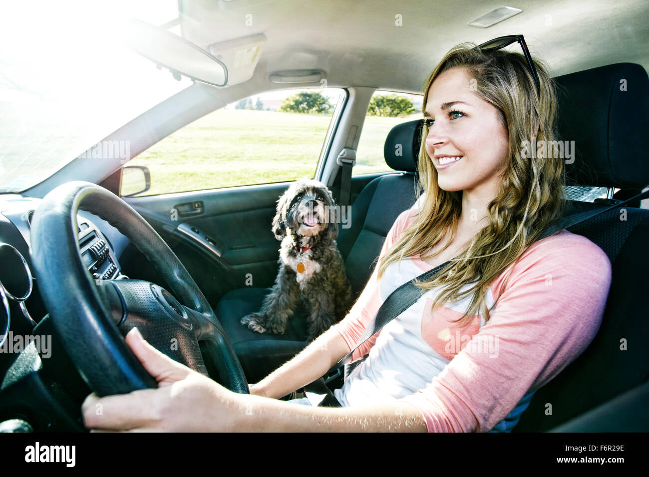 Caucasian woman driving with dog Stock Photo - Alamy