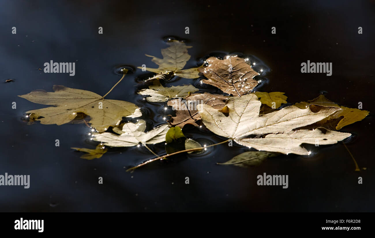 Floating autumn leaves hi-res stock photography and images - Alamy