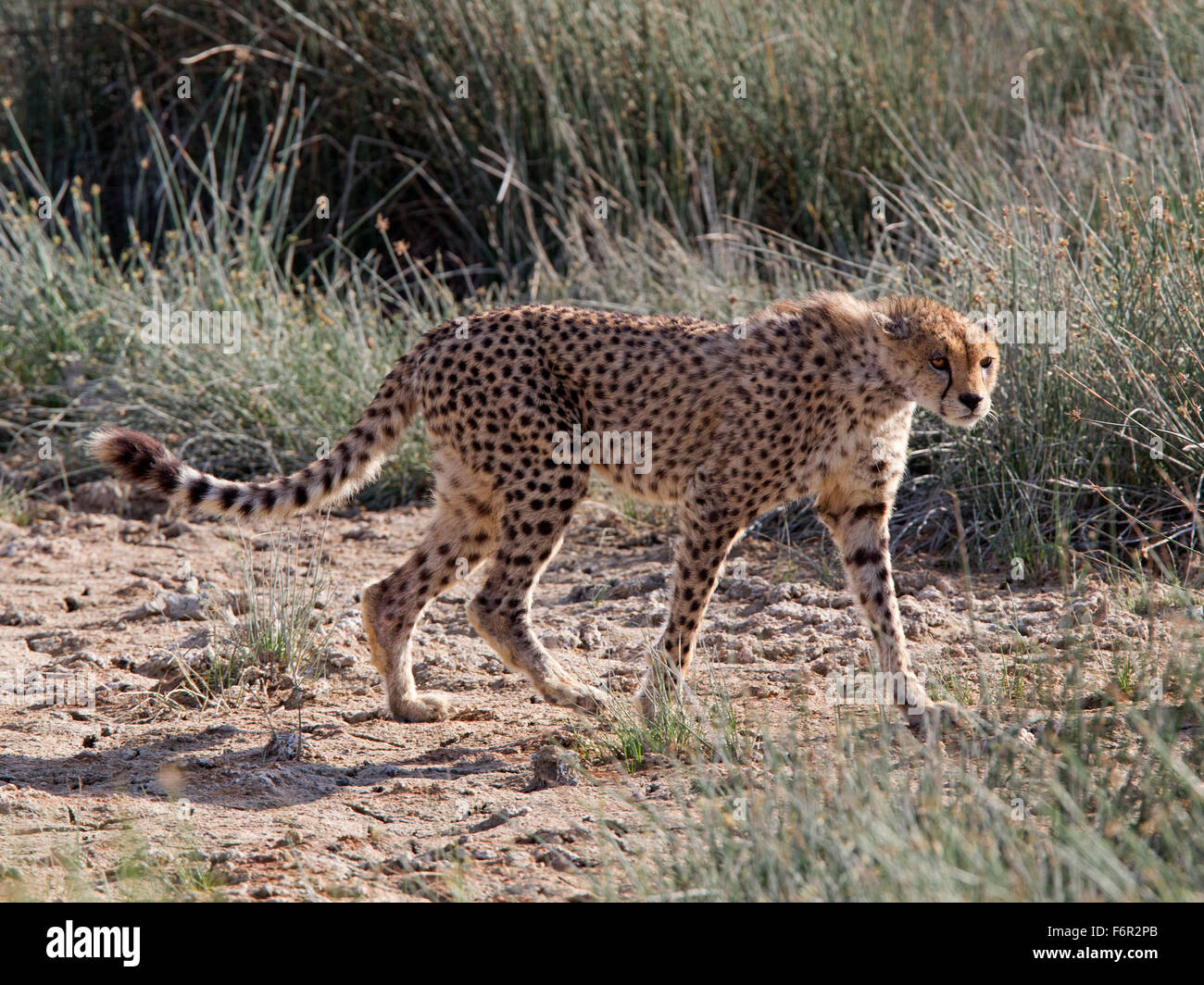 Cheetah walking hi-res stock photography and images - Alamy