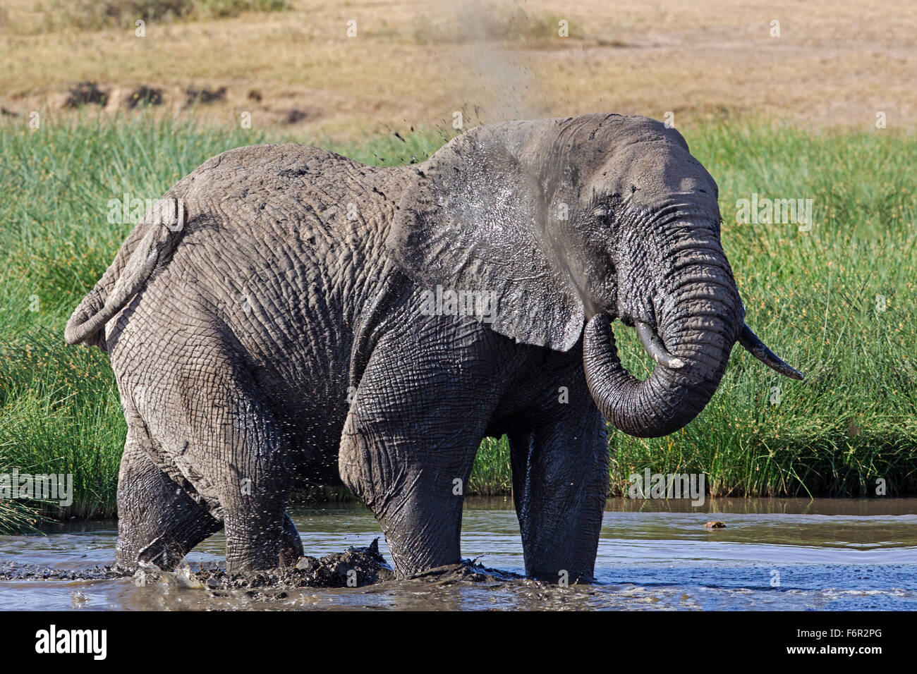 Elephant spraying water hi-res stock photography and images - Alamy