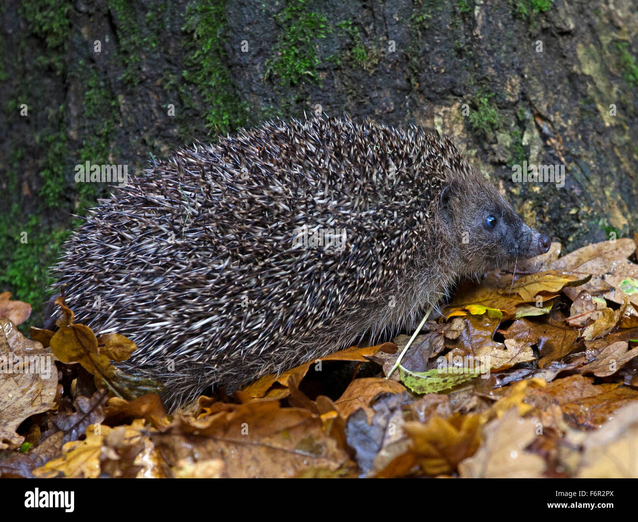 European Hedgehog Stock Photos & European Hedgehog Stock Images - Alamy