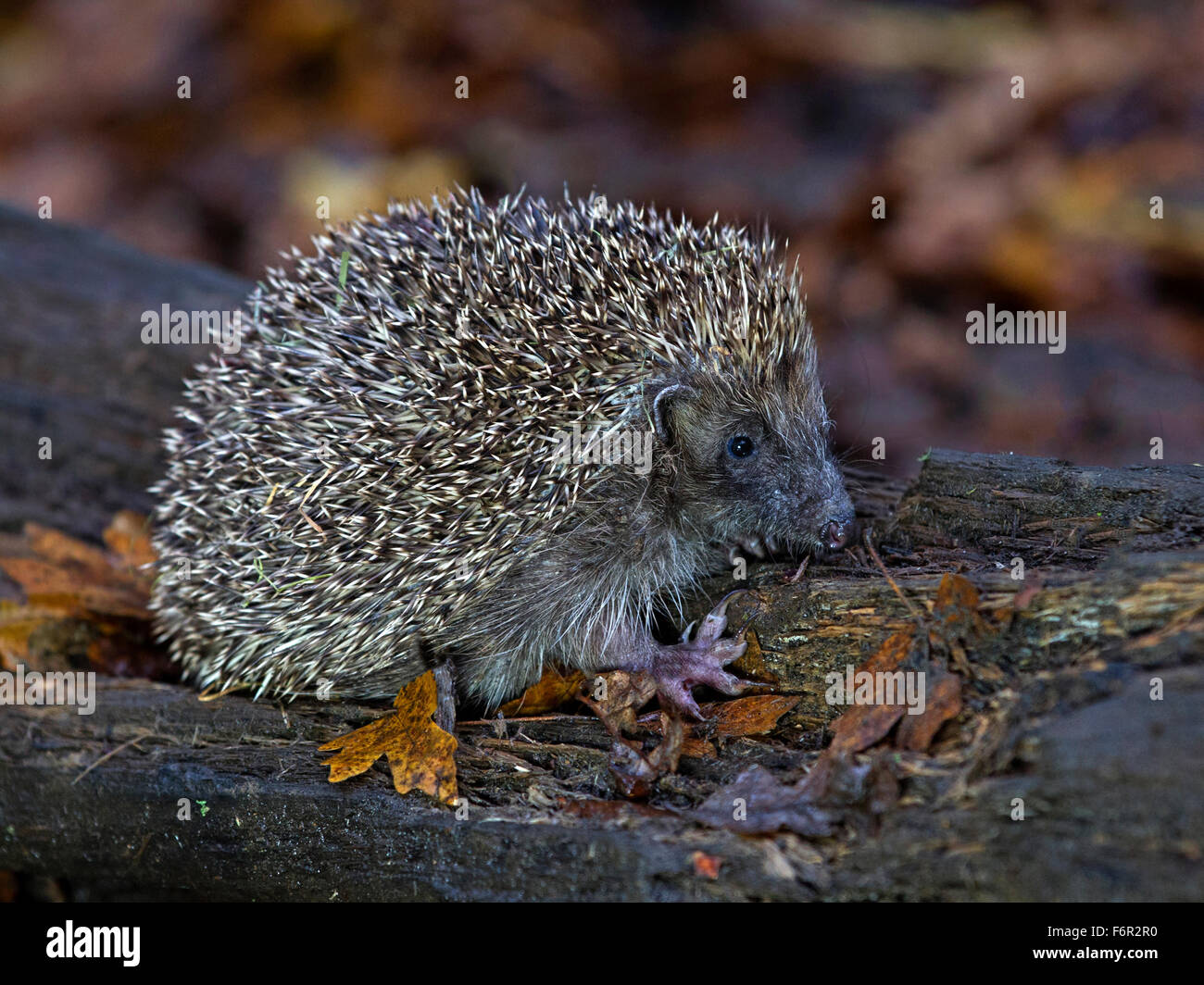 European hedgehog on log Stock Photo - Alamy