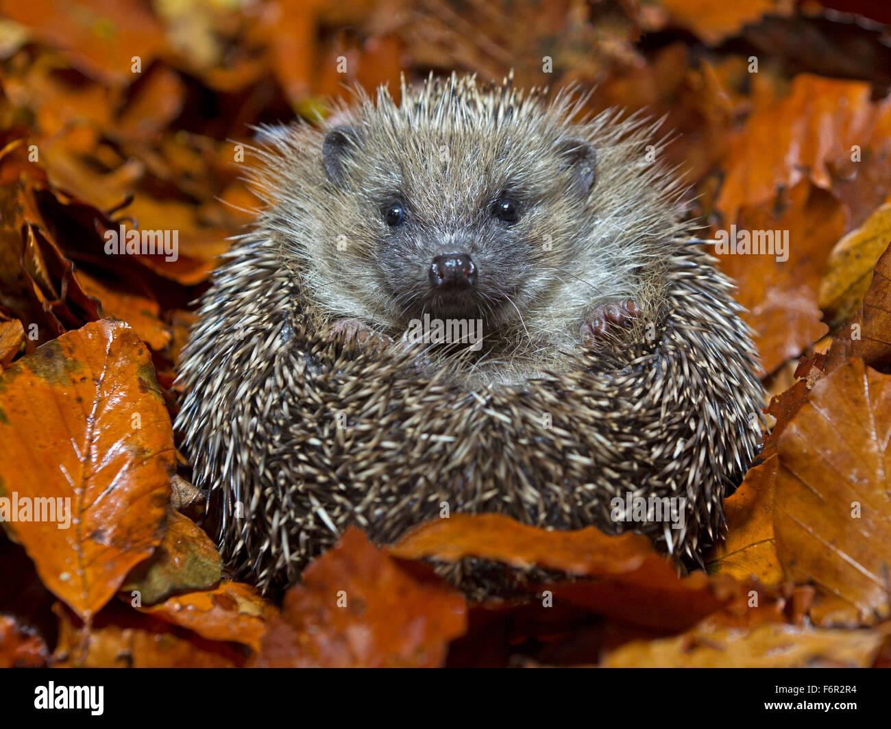 European hedgehog in Autumn leaves Stock Photo - Alamy
