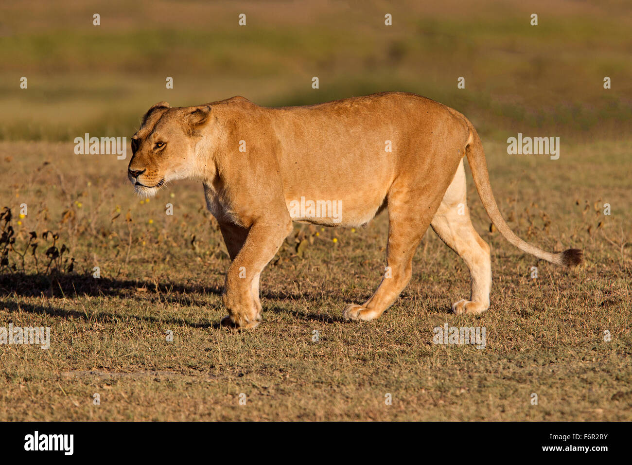 Lioness walking hi-res stock photography and images - Alamy