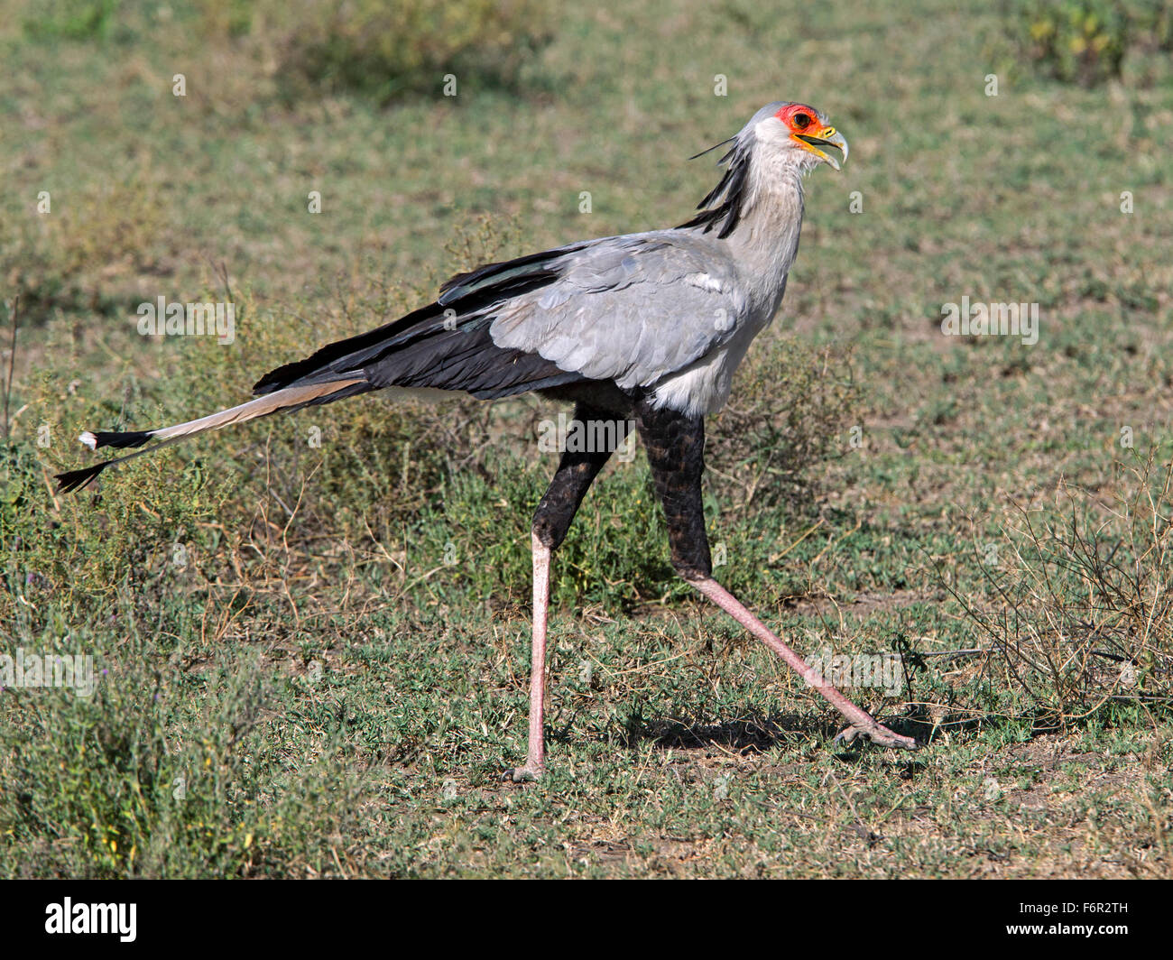 Secretary bird walking Stock Photo - Alamy