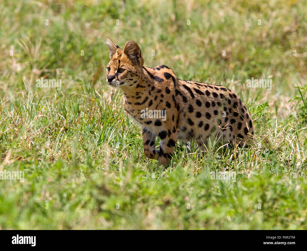 Serval ready to pounce Stock Photo - Alamy