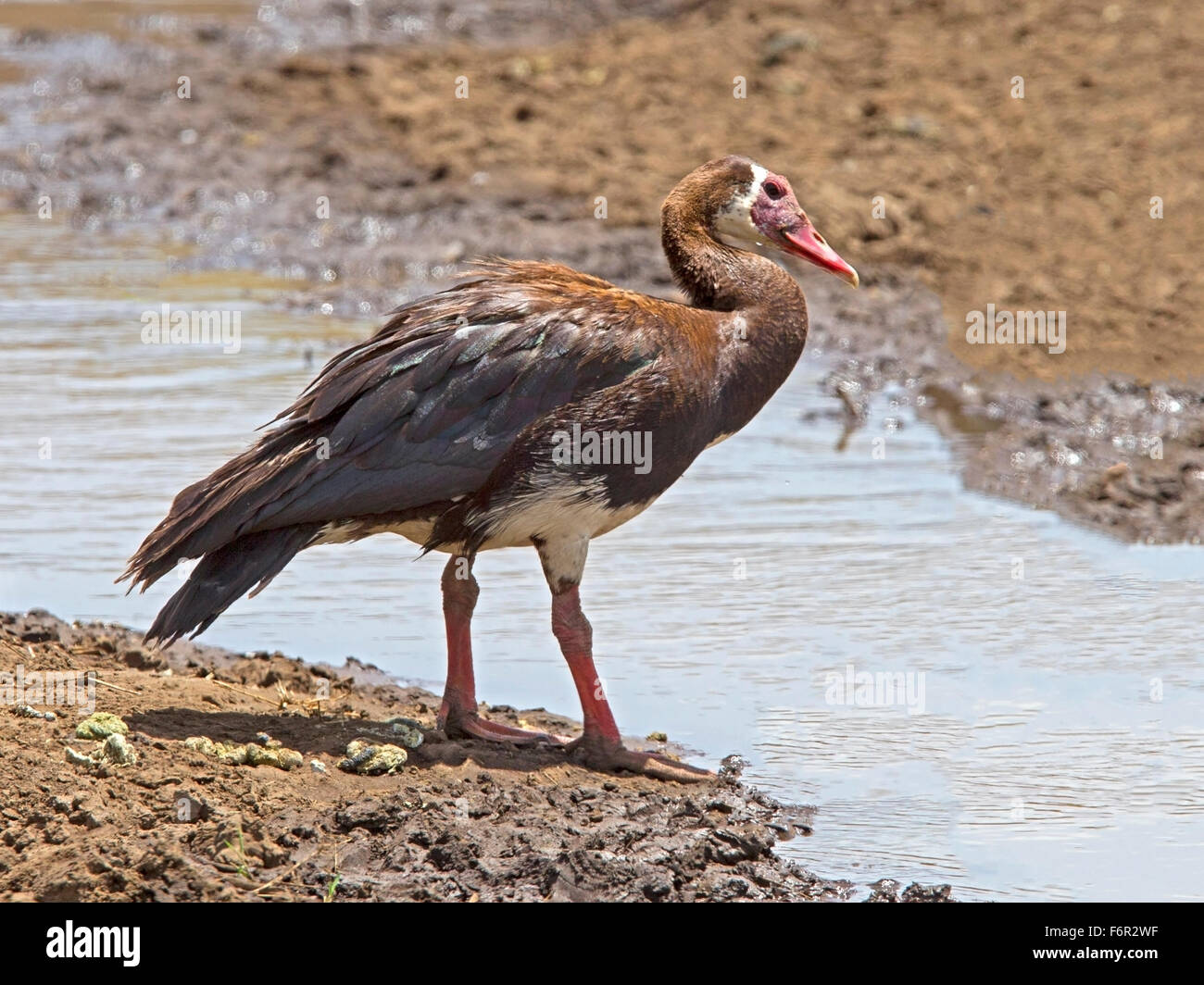 Female goose hi-res stock photography and images - Alamy