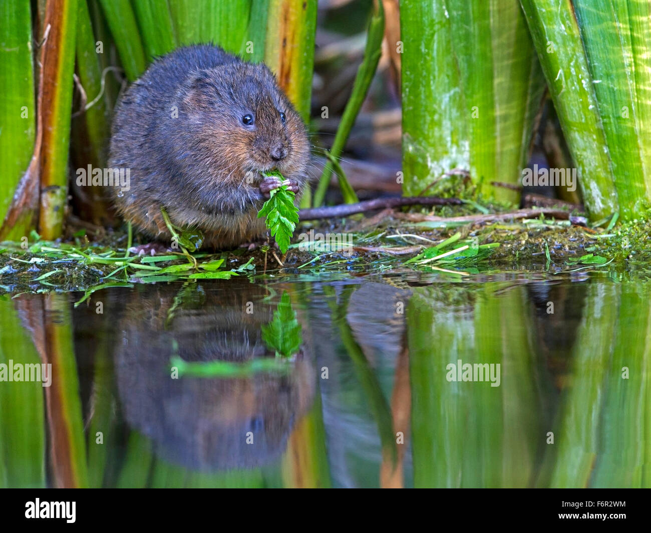 Water vole hi-res stock photography and images - Alamy