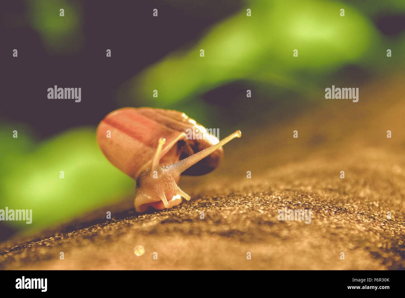 snail walking alone on the concrete floor with the light effect from ...