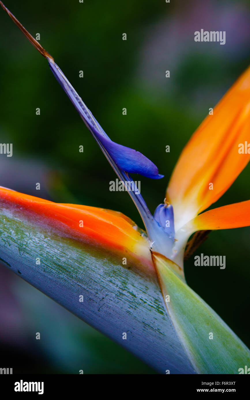 Simple open flower hi-res stock photography and images - Alamy