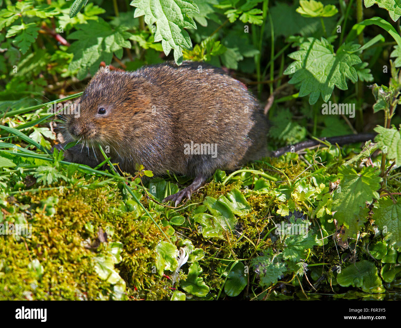 European water vole feeding on river bank Stock Photo - Alamy