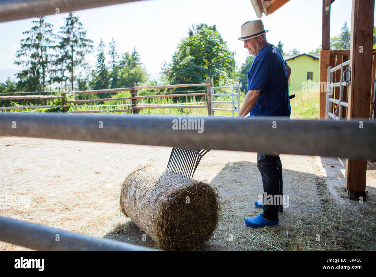 Senior farmer with pitchfork and hay bale Stock Photo - Alamy