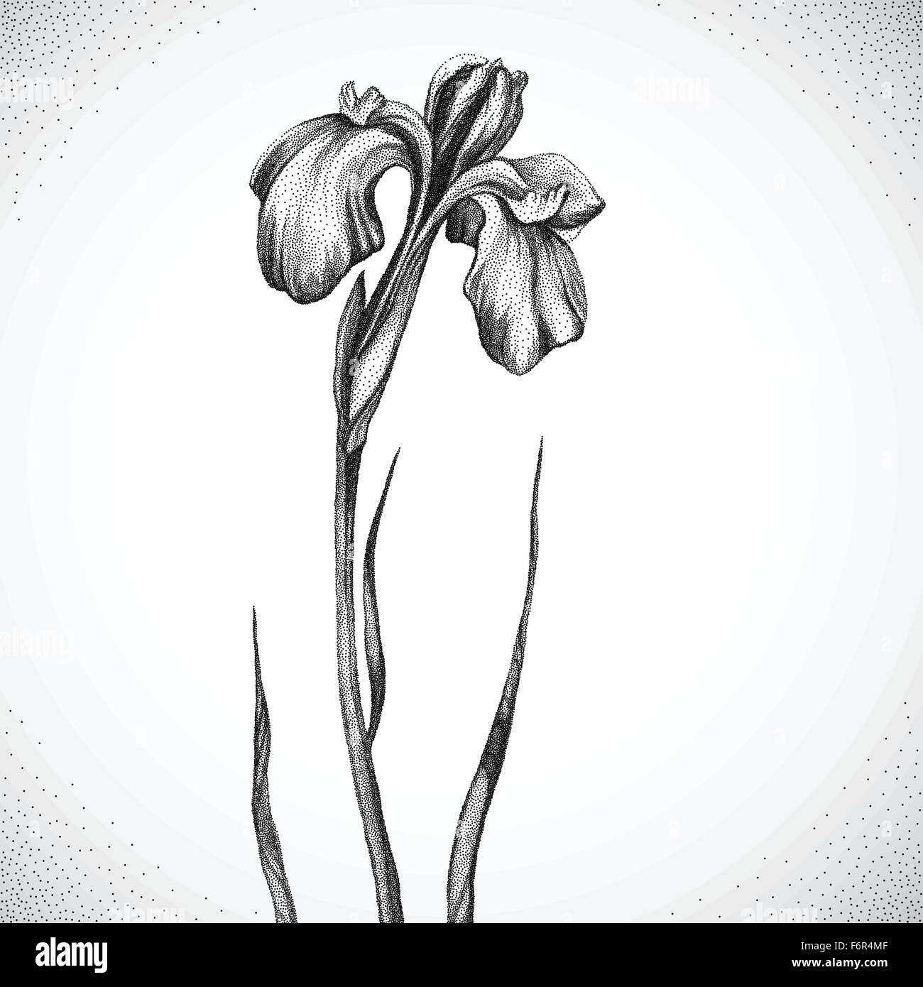 Flower. Black and white Dotwork Stock Vector Image & Art - Alamy