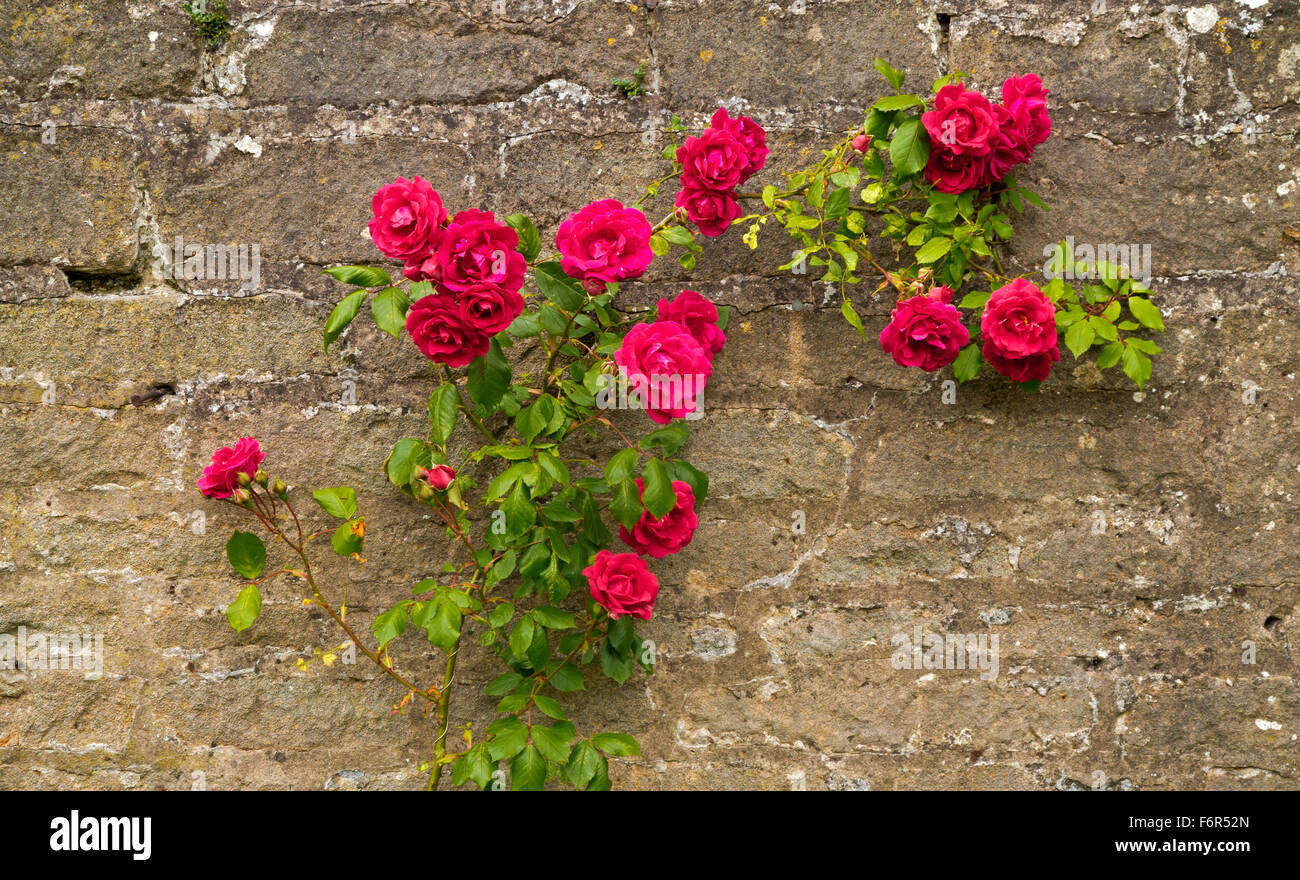 Garden red roses hi-res stock photography and images - Alamy