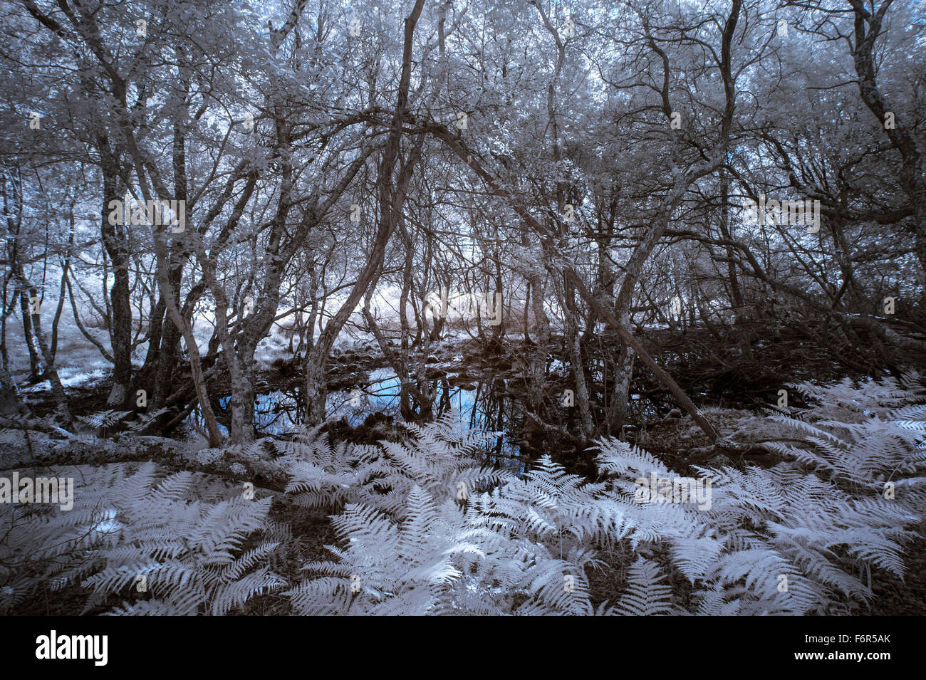 Surreal haunting infrared forest landscape with false color Stock Photo ...