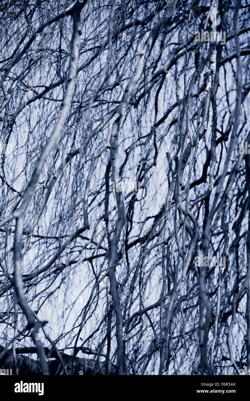 Fall twigs blue tone, melancholy nature detail in winter, naked dead ...
