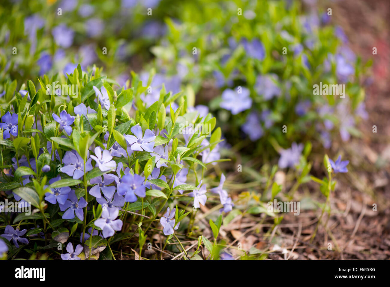 Vinca violet purple flowers garden bedding, Apocynaceae family ...