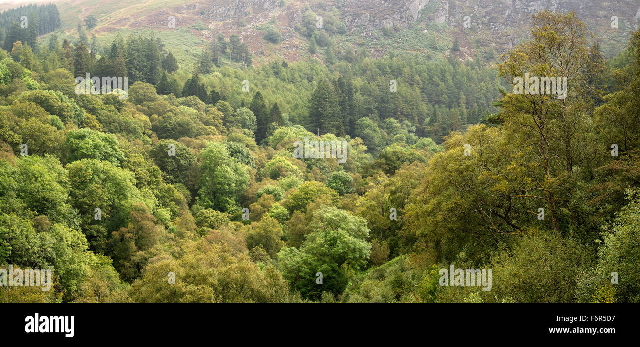 Panorama landscape image of lush green forest in Summer with mountain ...