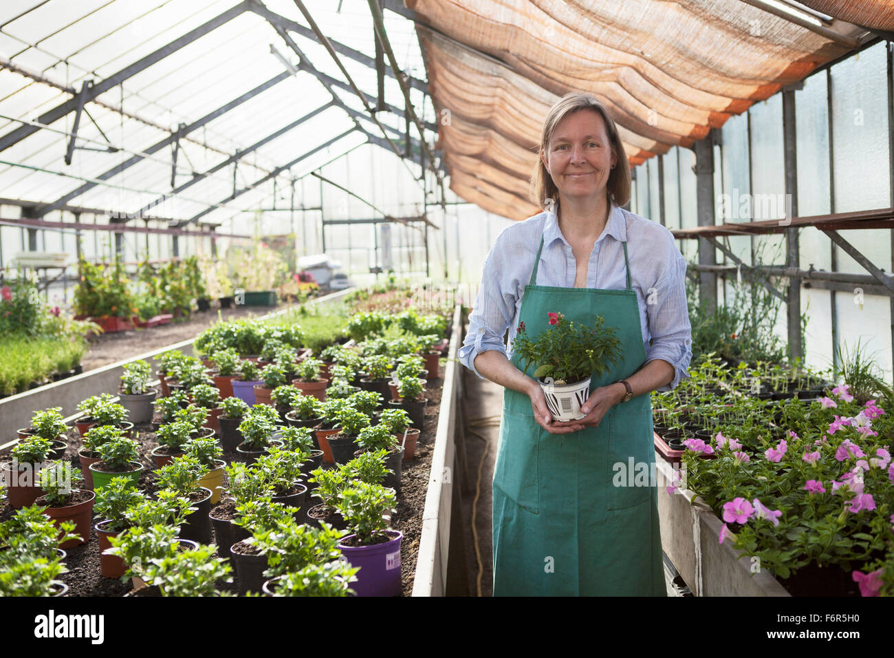 Female gardener in greenhouse Stock Photo - Alamy