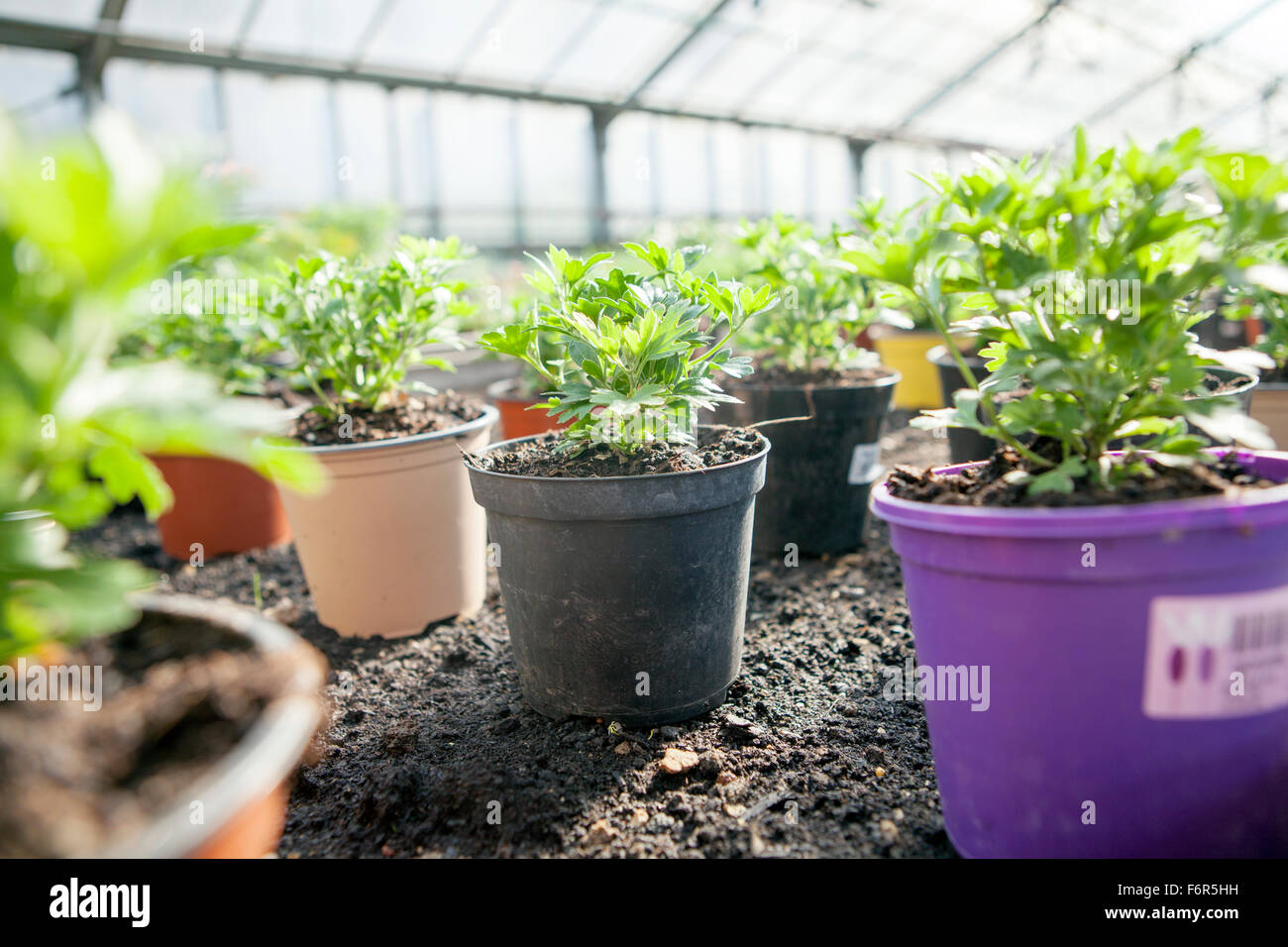 Variety of potted plants in greenhouse Stock Photo - Alamy