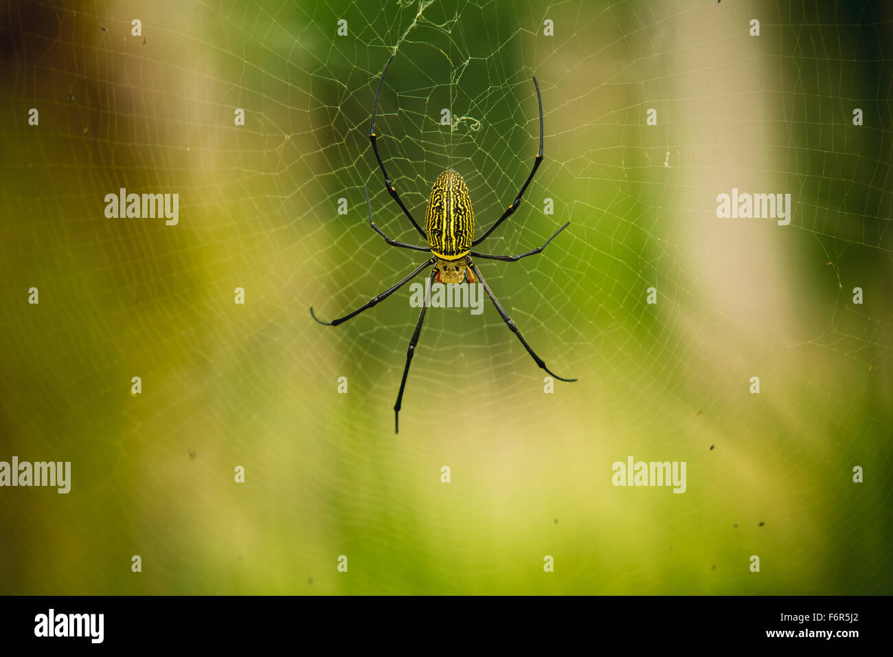 female Golden Web Spider Stock Photo - Alamy