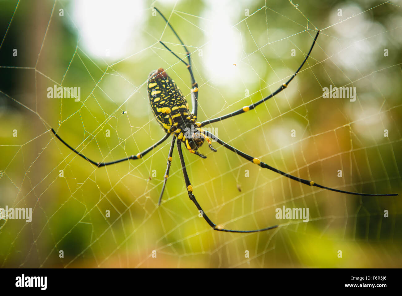 female Golden Web Spider Stock Photo - Alamy