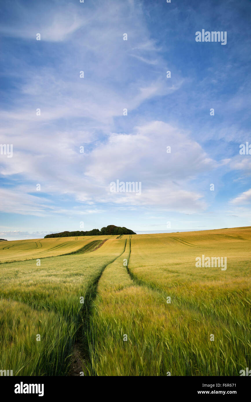 Summer landscape over agricultural farm fields of crops Stock Photo - Alamy