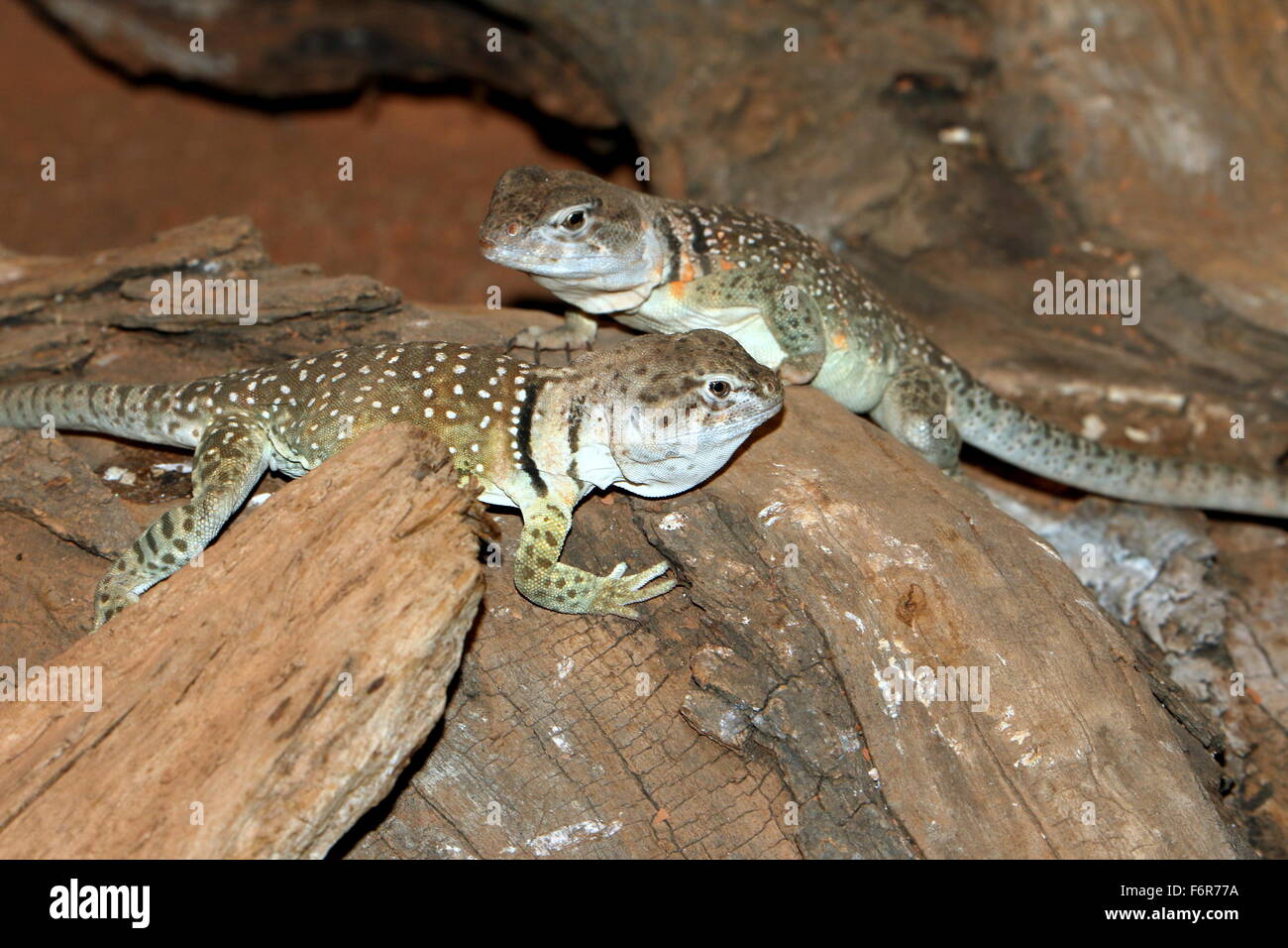 North american lizards hi-res stock photography and images - Alamy
