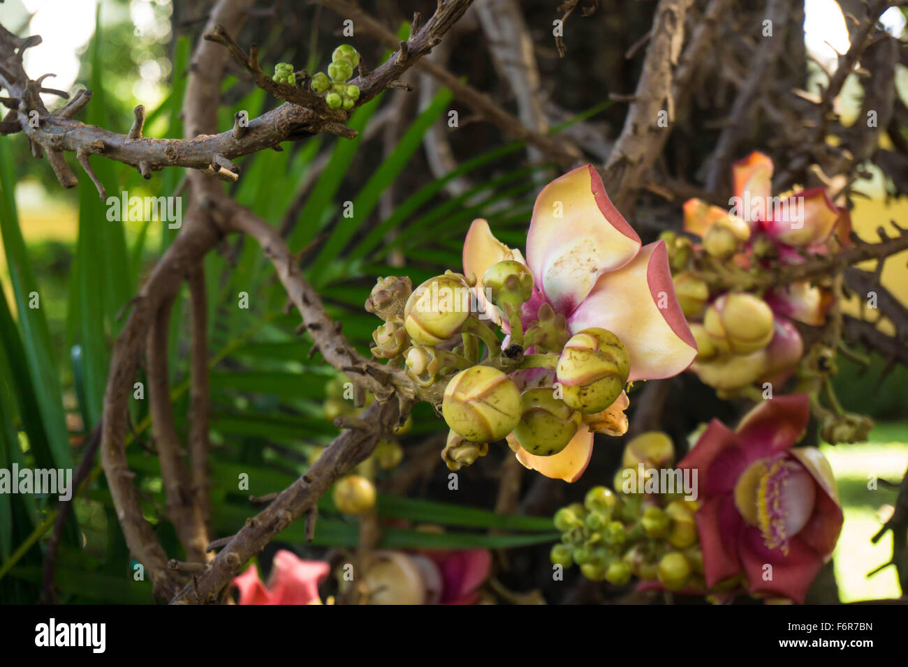 Phnom Penh, Cambodia: Flowers of the Cannonball Tree Stock Photo - Alamy