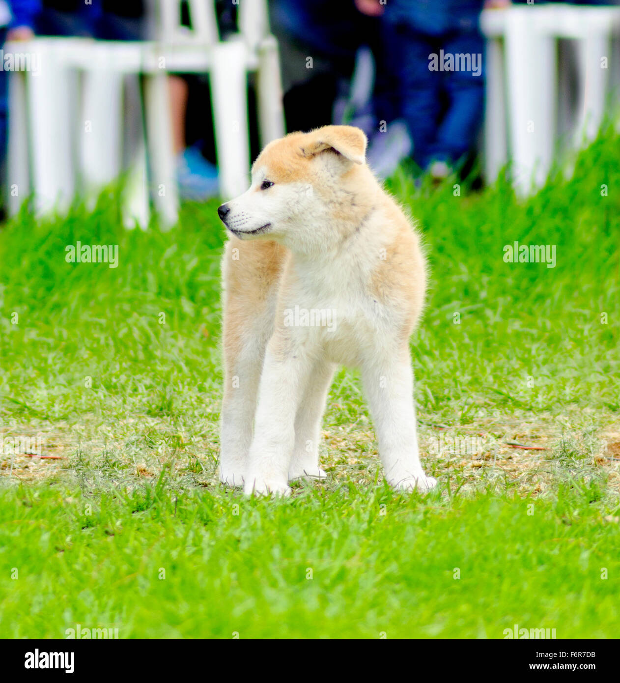 Akita inu japanese akita dogs hi-res stock photography and images - Alamy
