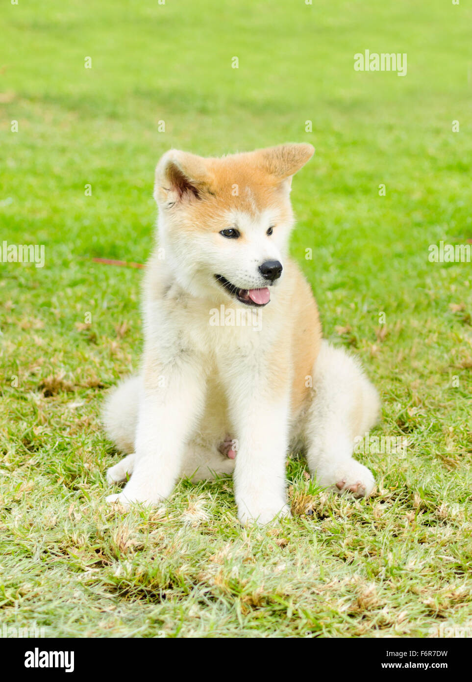 A profile view of a young beautiful white and red Akita Inu puppy dog ...