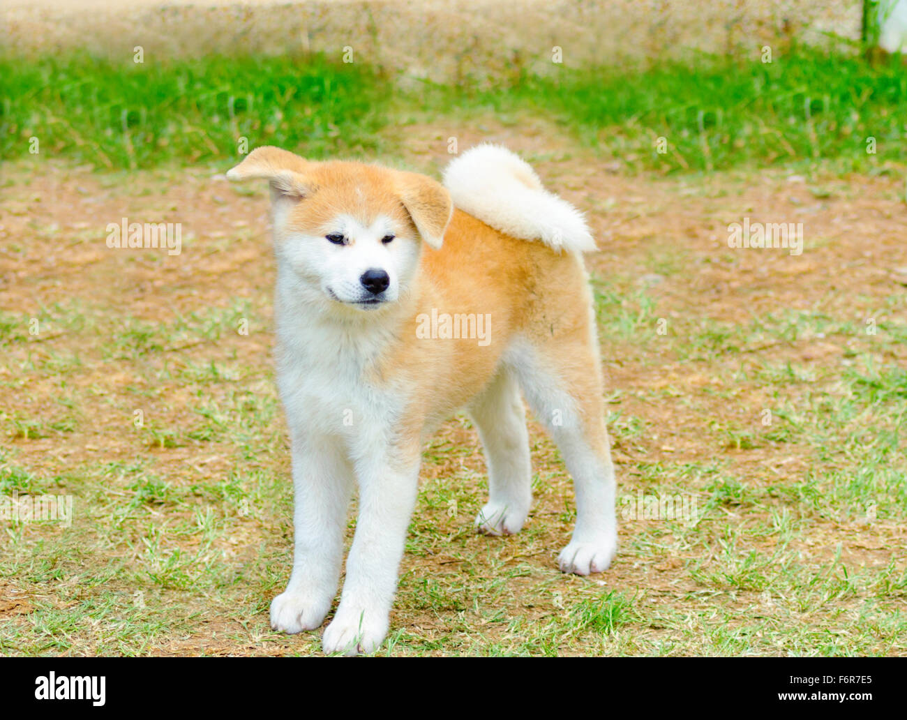 A profile view of a young beautiful white and red Akita Inu puppy dog ...