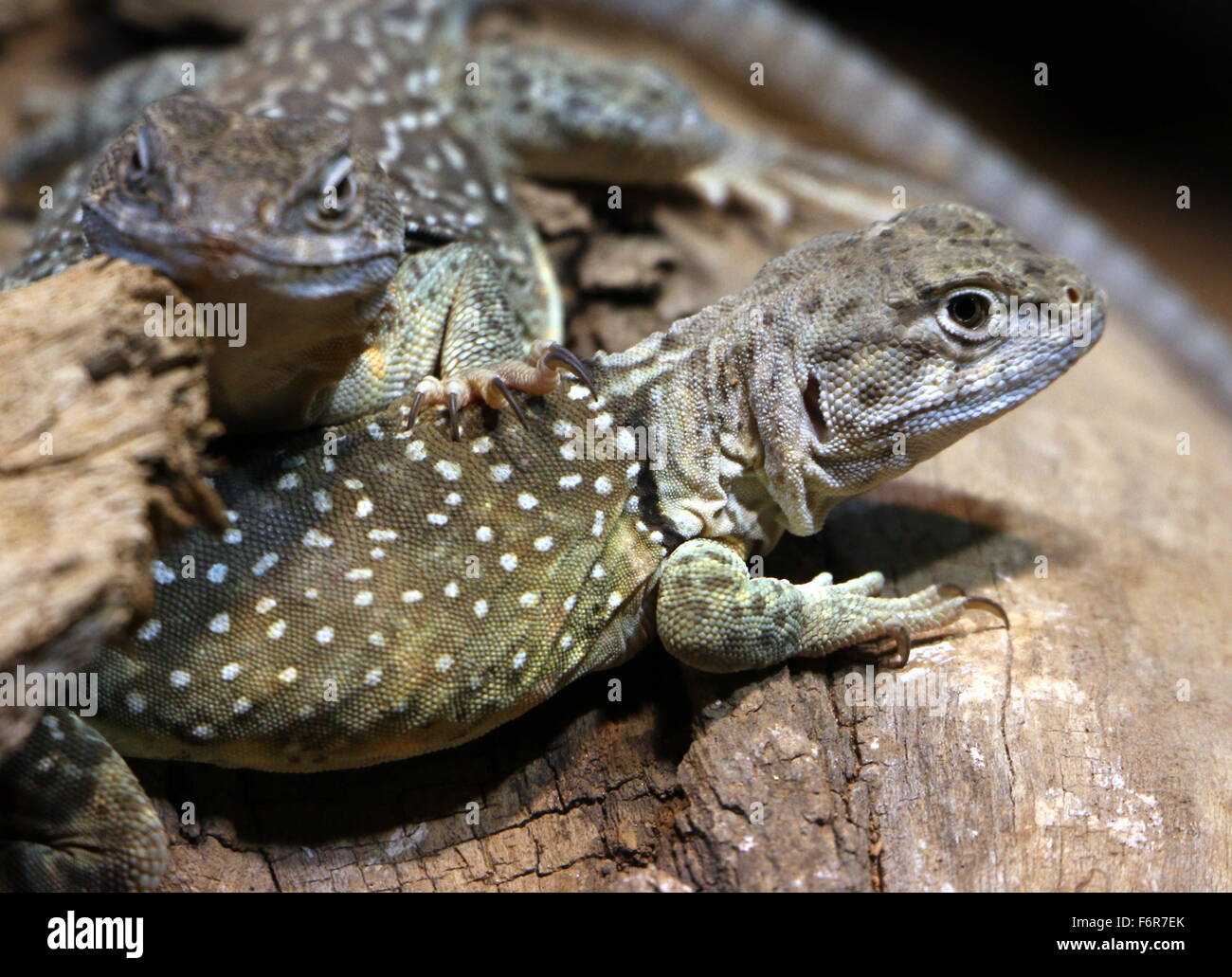 Pair of North American Eastern or Oklahoma collared Lizards ...