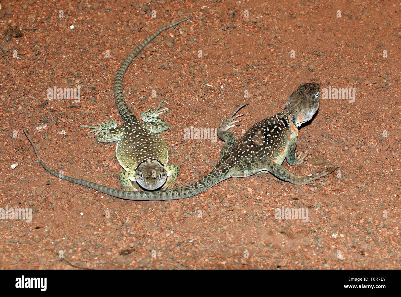 North American Lizards High Resolution Stock Photography and Images - Alamy