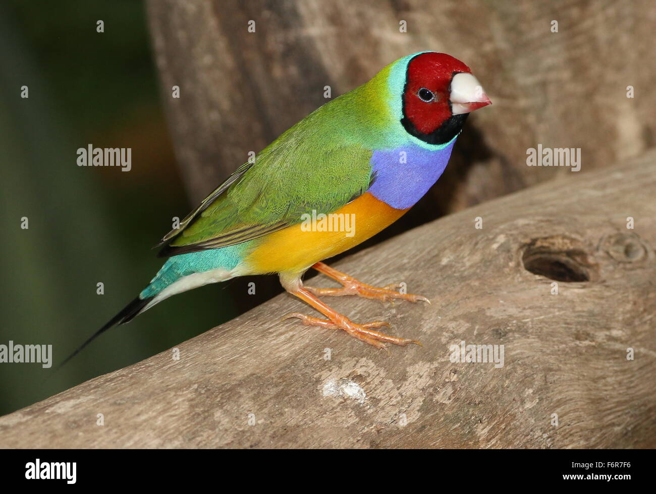 Male Australian red headed Gouldian Finch or Rainbow Finch (Erythrura ...
