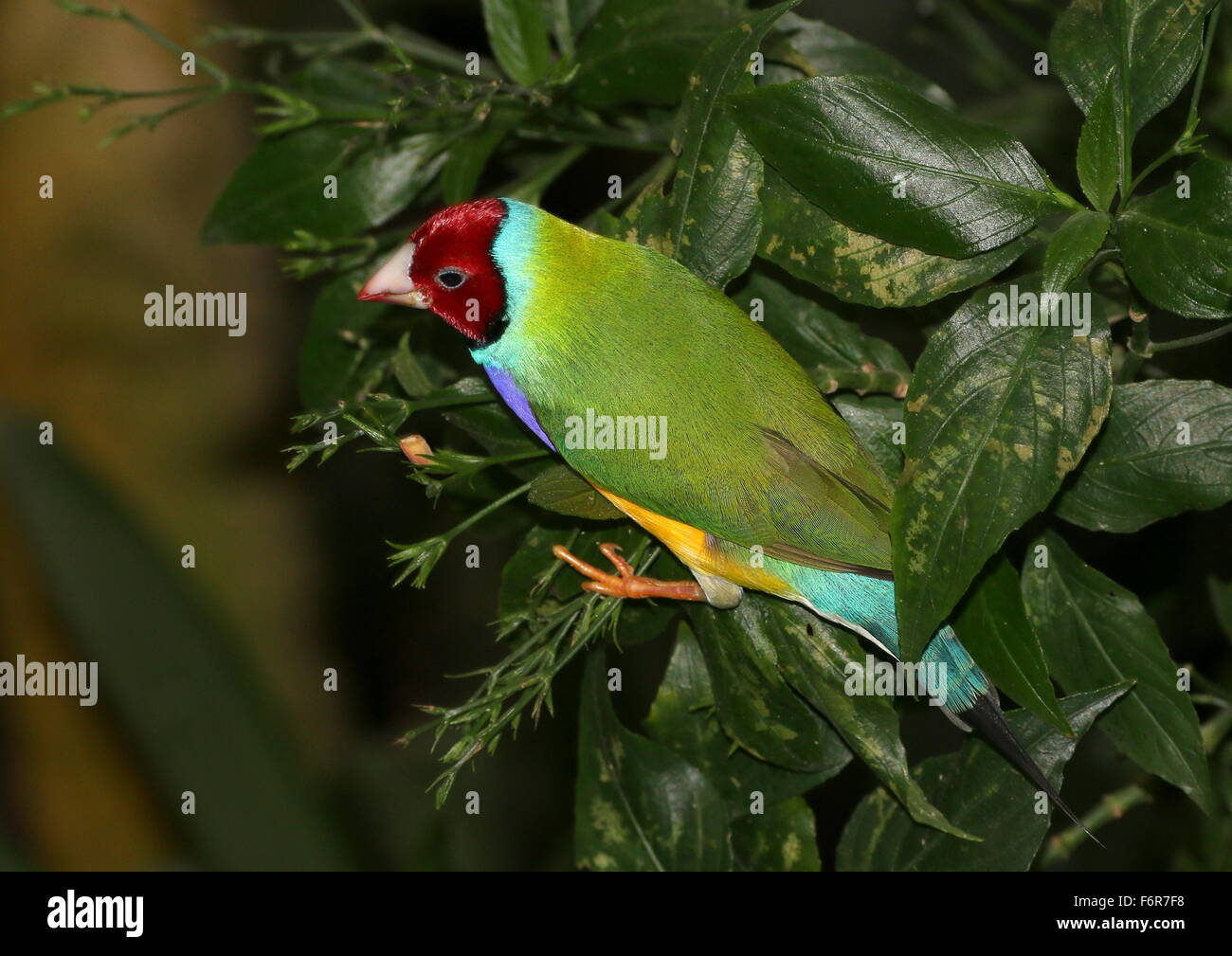 Male Australian red headed Gouldian Finch or Rainbow Finch (Erythrura ...