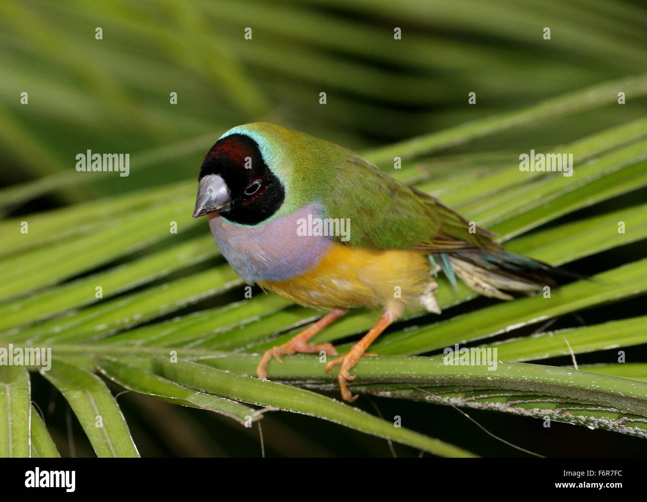Female Australian black headed Gouldian Finch or Rainbow Finch ...