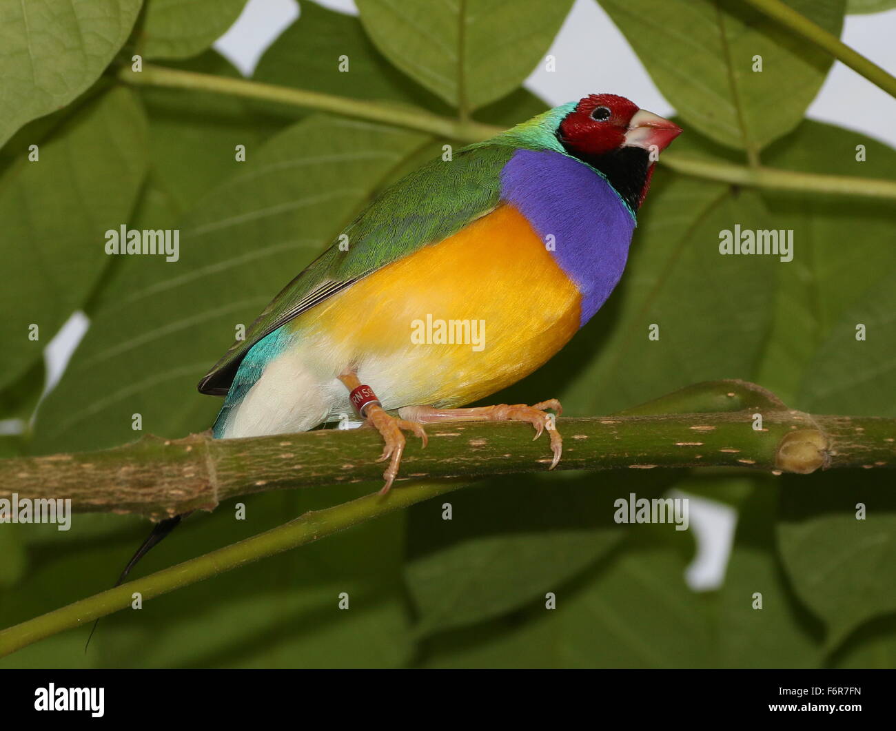 Male Australian red headed Gouldian Finch or Rainbow Finch (Erythrura ...