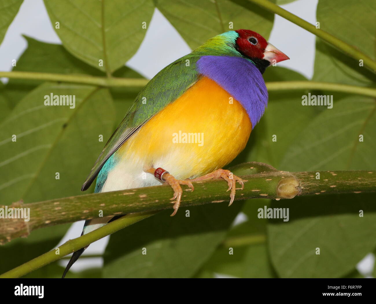 Gouldian finch northern territory hi-res stock photography and images ...