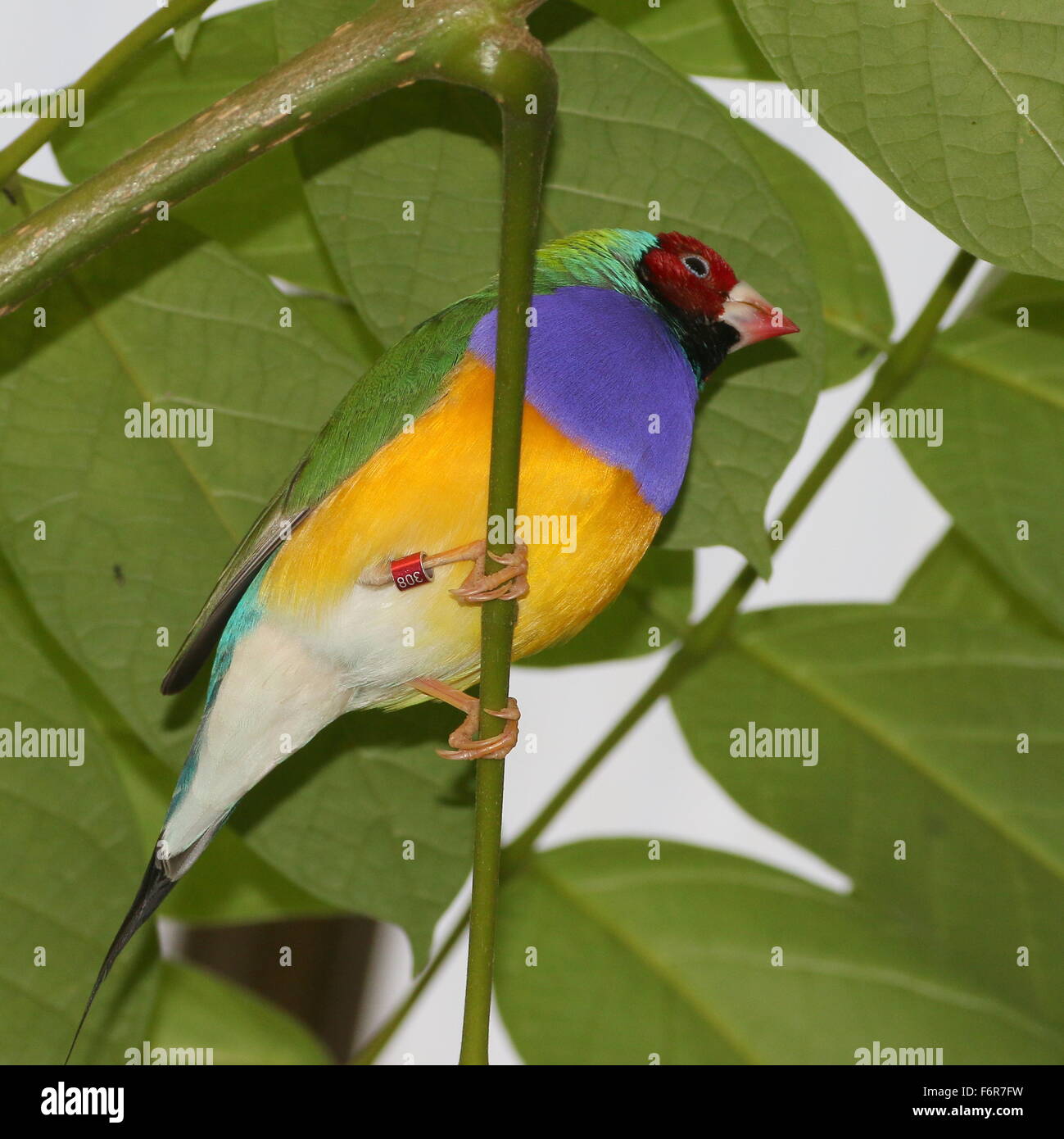 Red headed gouldian finch hi-res stock photography and images - Alamy