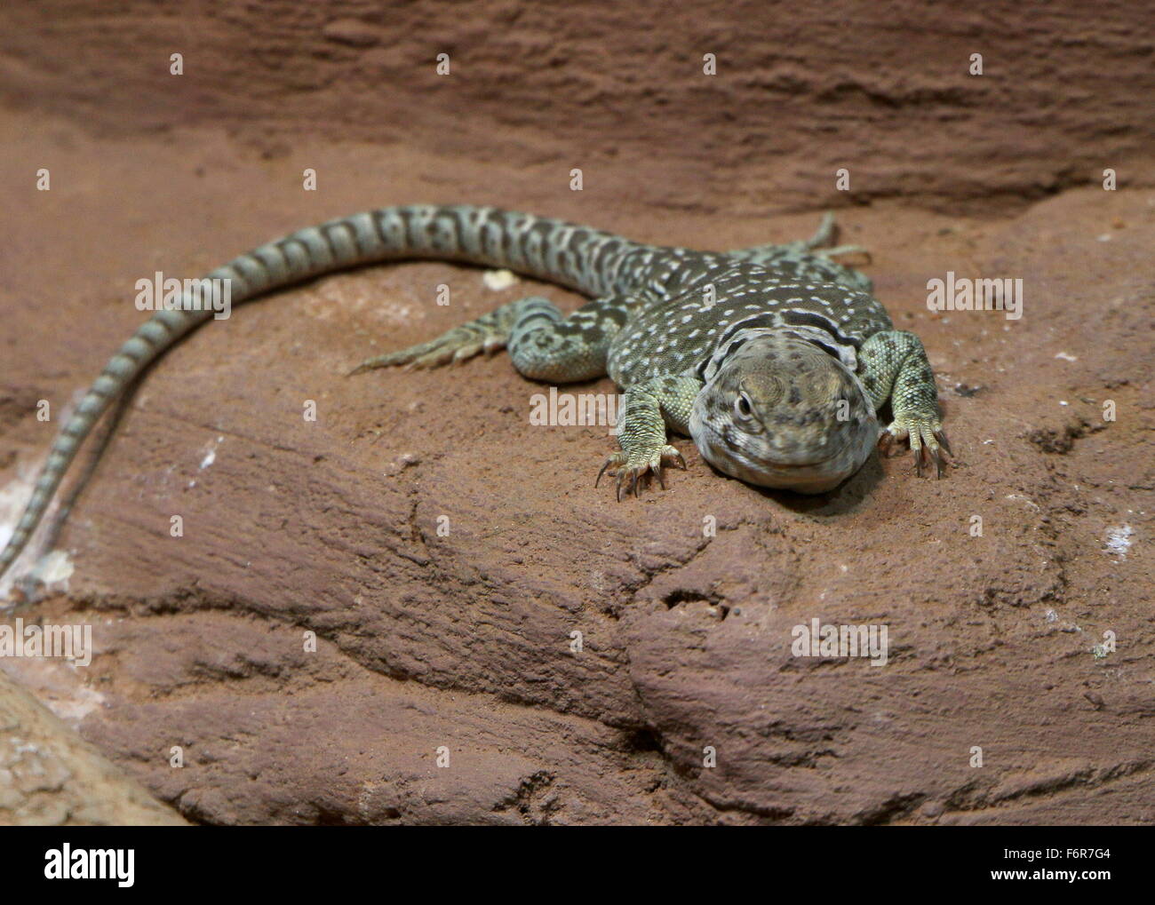 Crotaphytus collaris hi-res stock photography and images - Alamy