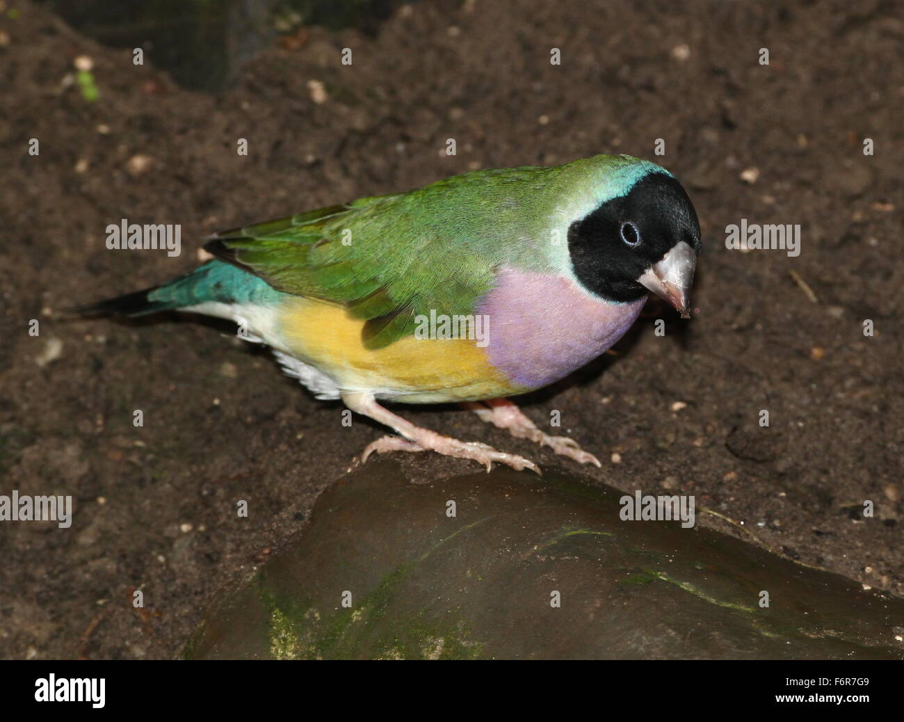 Female Australian black headed Gouldian Finch or Rainbow Finch ...