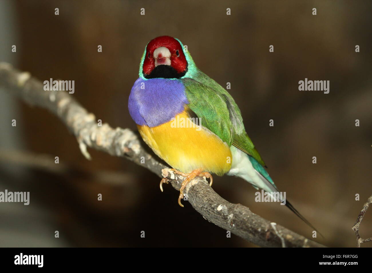 Male Australian red headed Gouldian Finch or Rainbow Finch (Erythrura ...