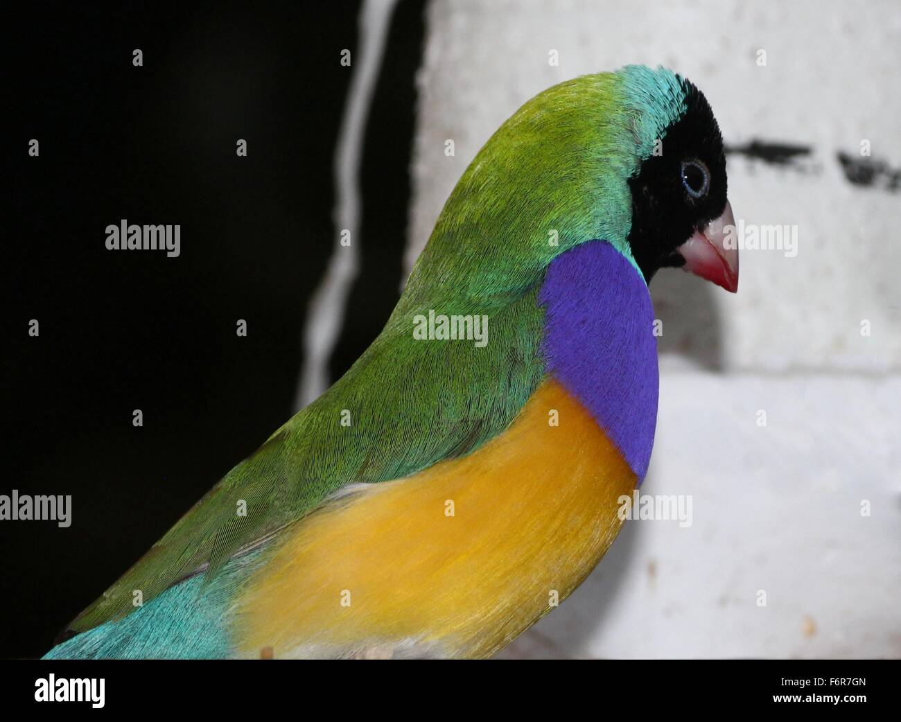 Male Australian black headed Gouldian Finch or Rainbow Finch (Erythrura ...