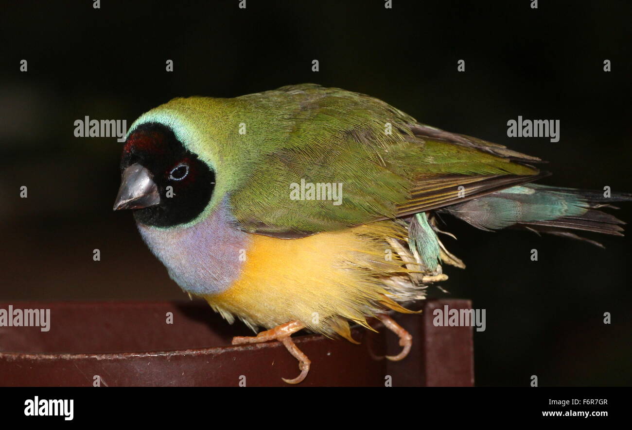 Female Australian black headed Gouldian Finch or Rainbow Finch ...