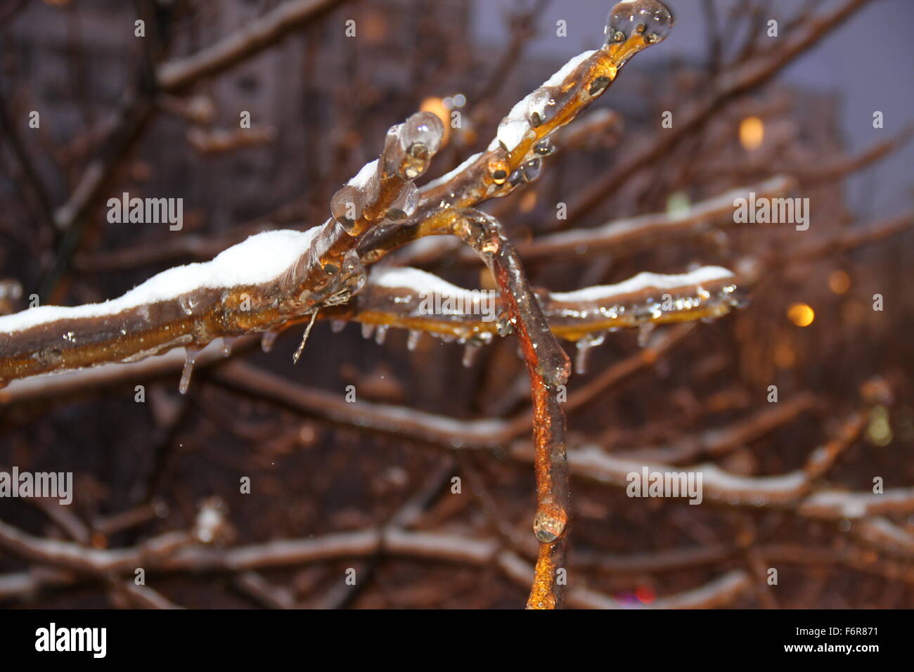 Ice tree branches hi-res stock photography and images - Alamy