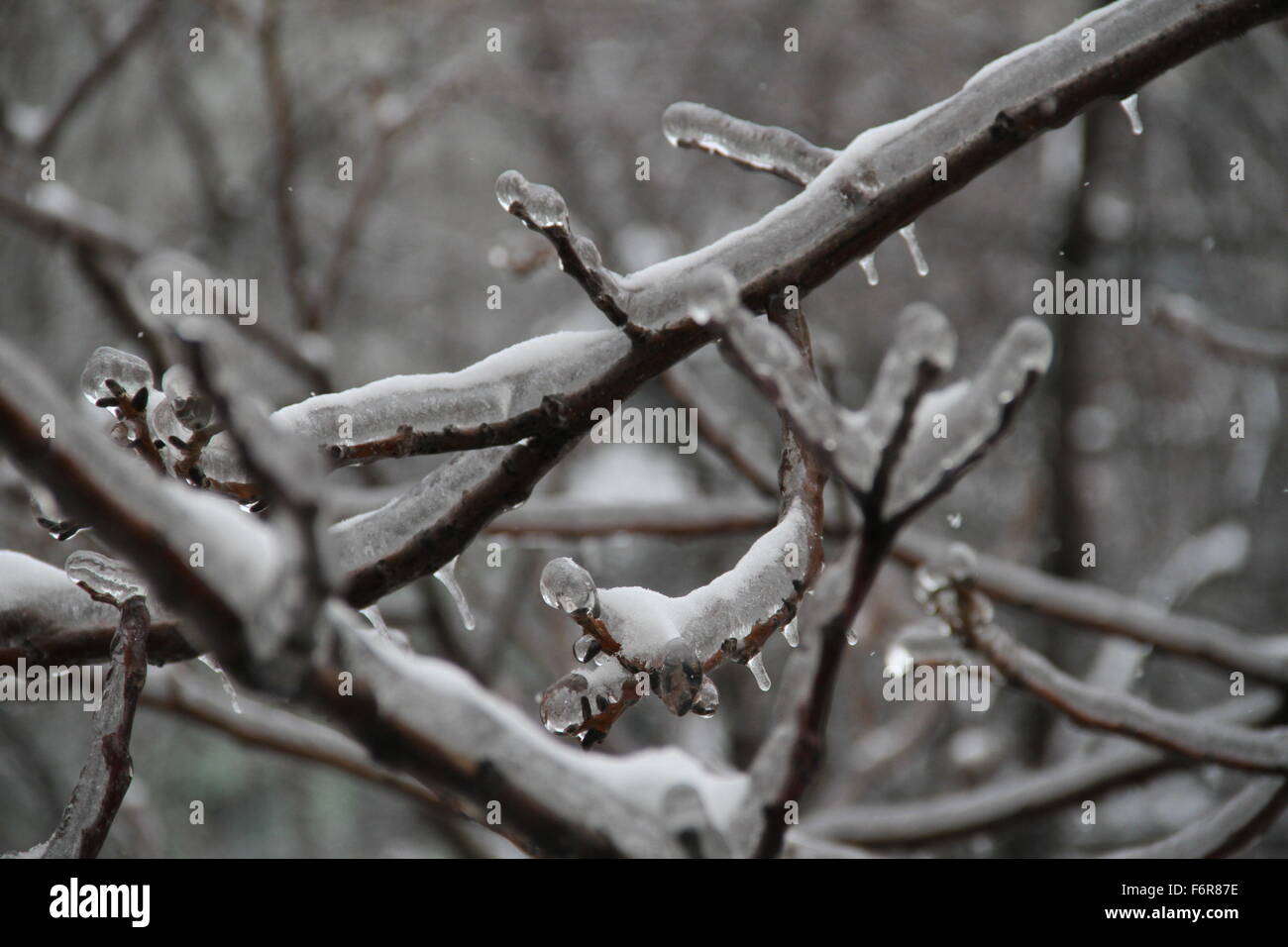 Ice and trees hi-res stock photography and images - Alamy