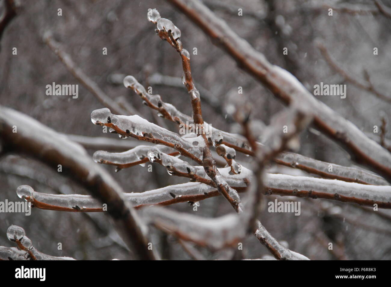 Tree branches covered with ice, after an ice and snow storm Stock Photo ...